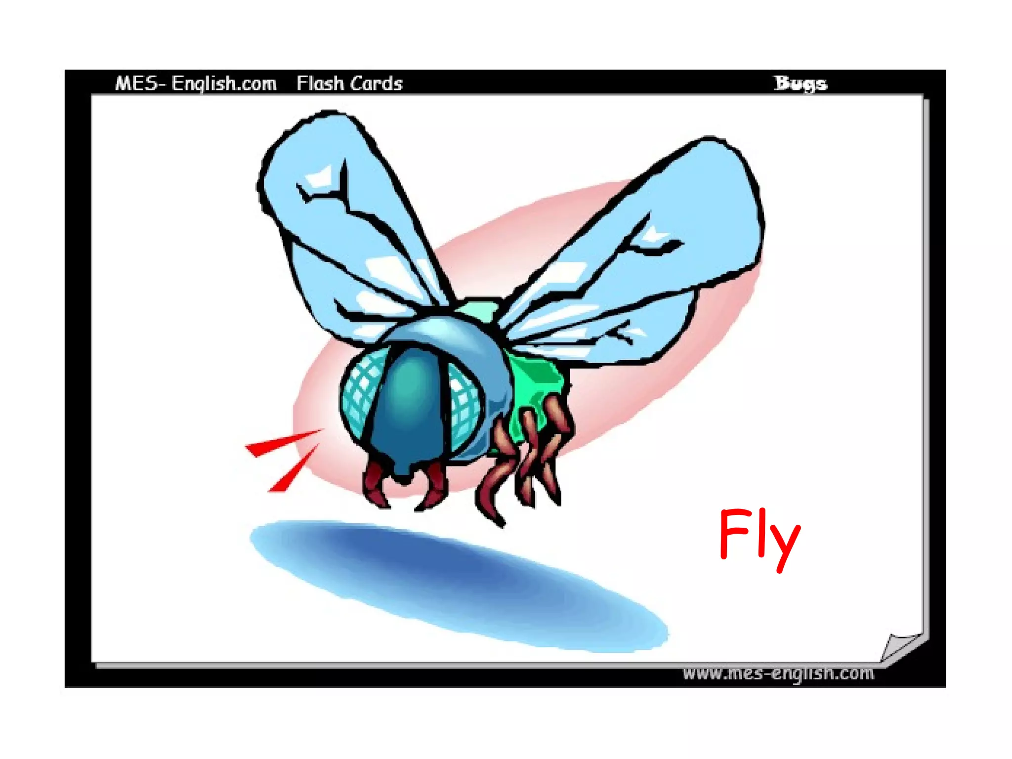 Insects in english (insetos em inglês) | PPT