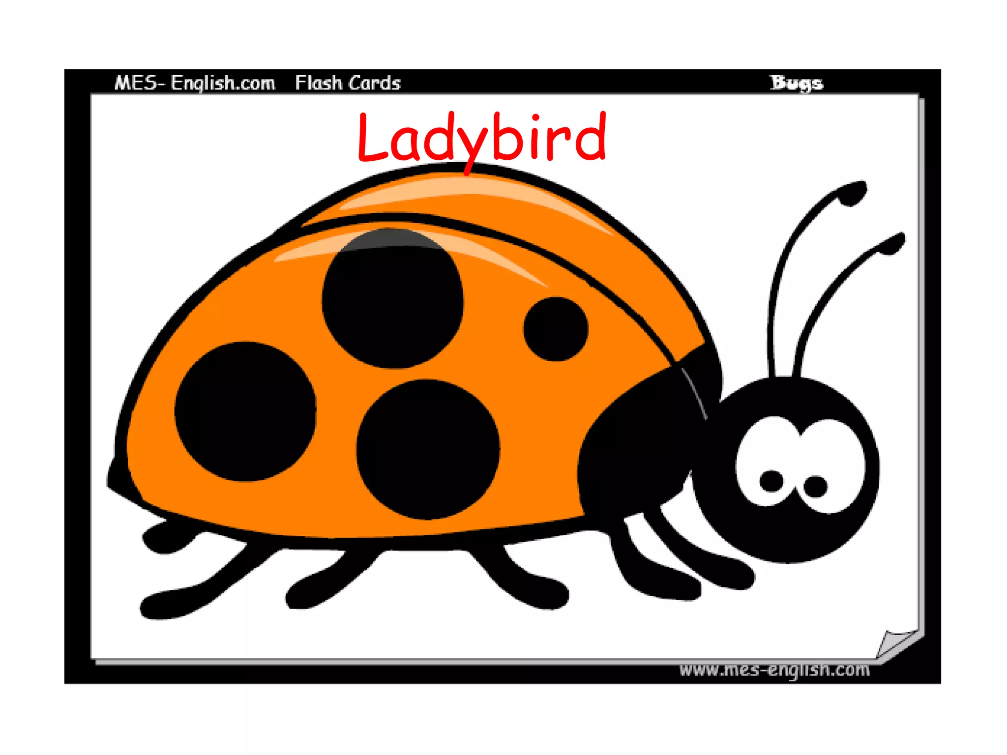 Insects in english (insetos em inglês) | PPT