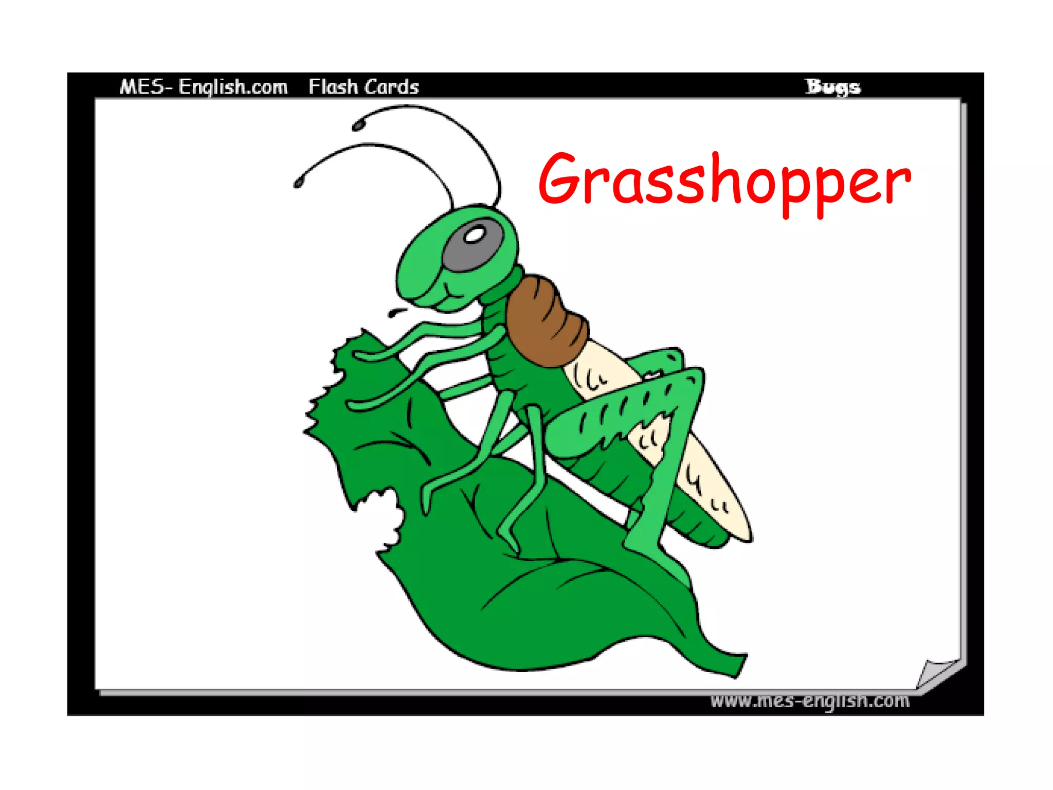 Insects in english (insetos em inglês) | PPT