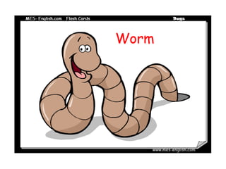 Insects in english (insetos em inglês) | PPT