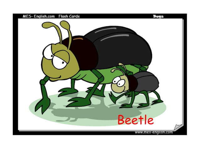 Insects in english (insetos em inglês) | PPT