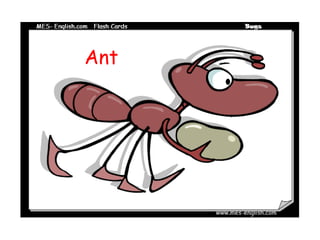 Insects in english (insetos em inglês) | PPT
