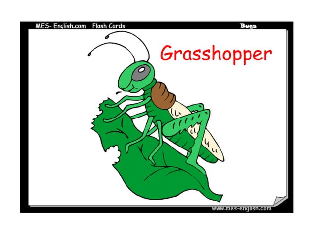 Insects in english (insetos em inglês) | PPT