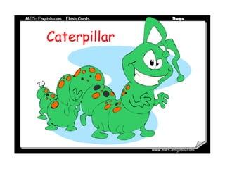 Insects in english (insetos em inglês) | PPT