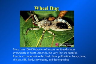 Insects in out | PPT