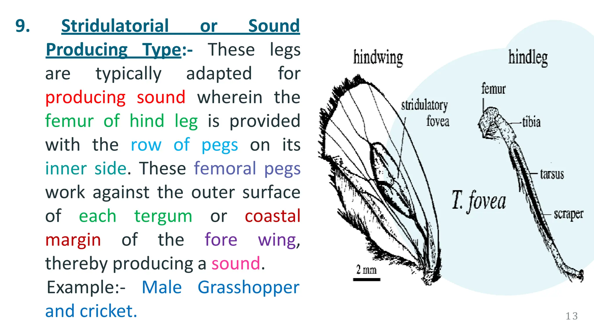 insects leg structure and modification.pptx