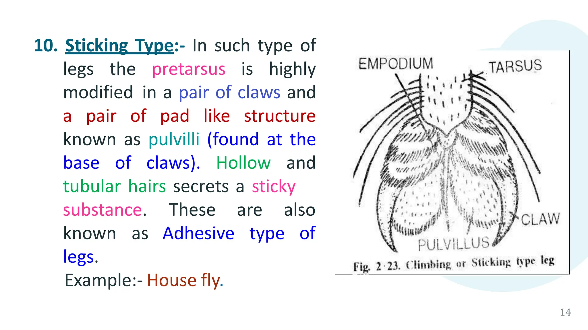 insects leg structure and modification.pptx