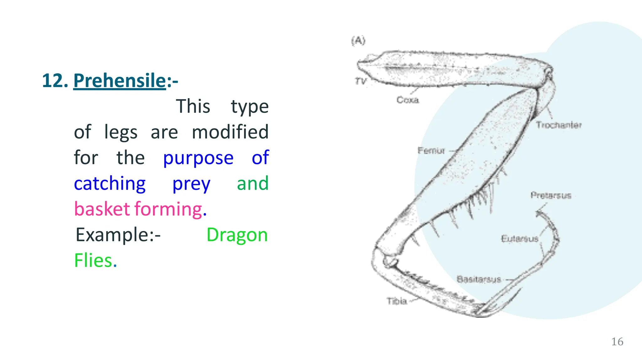 insects leg structure and modification.pptx