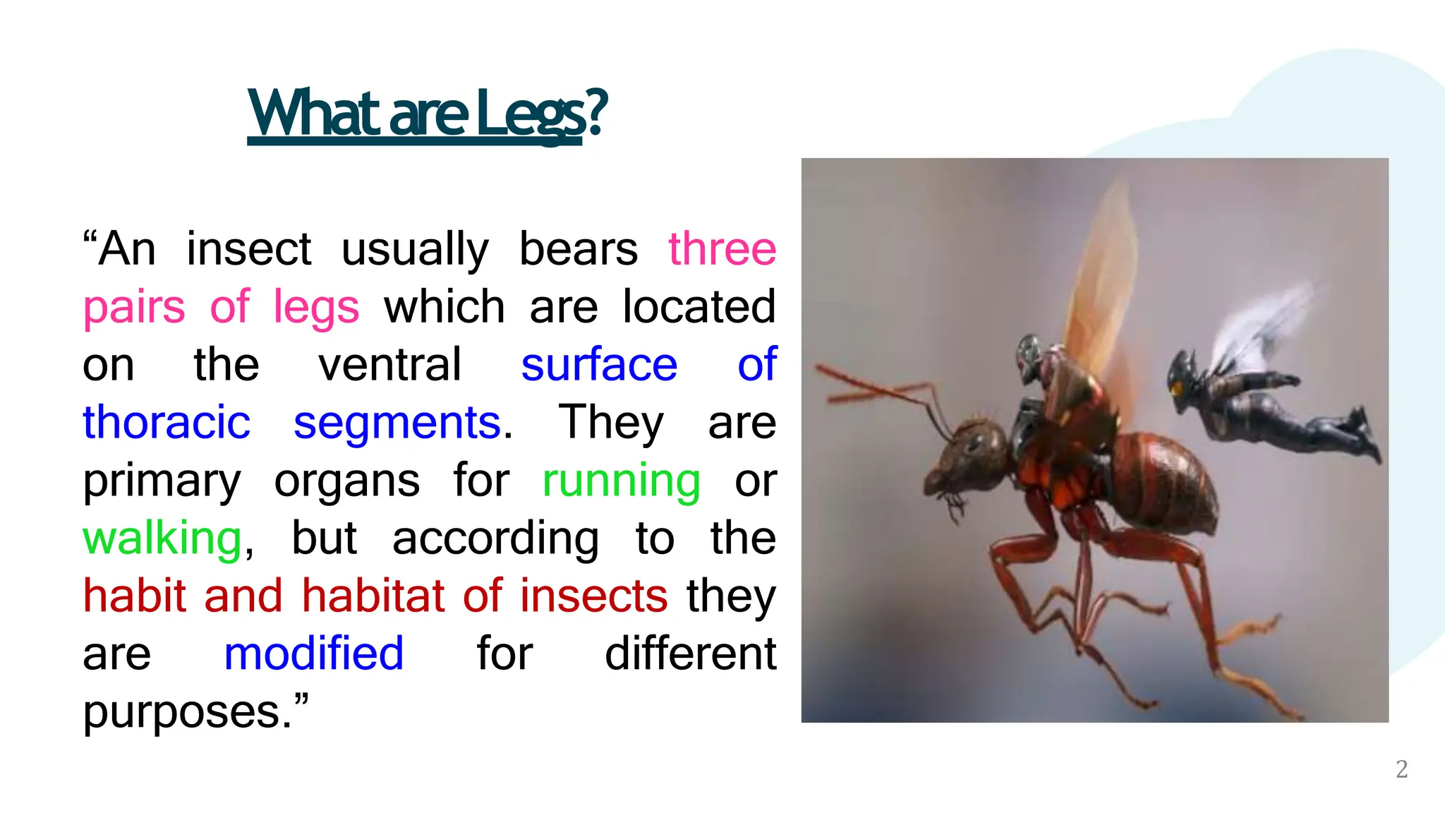 insects leg structure and modification.pptx