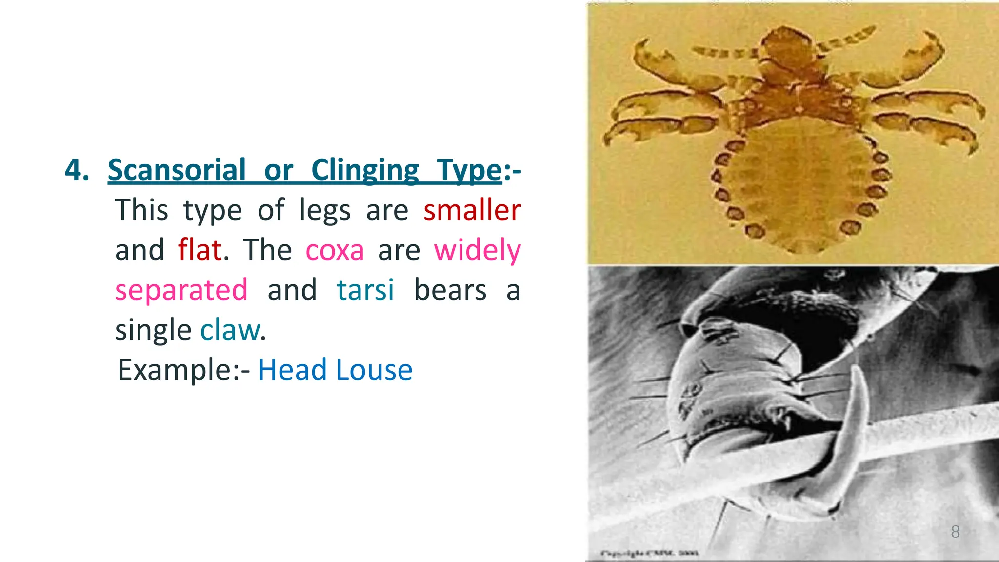 insects leg structure and modification.pptx