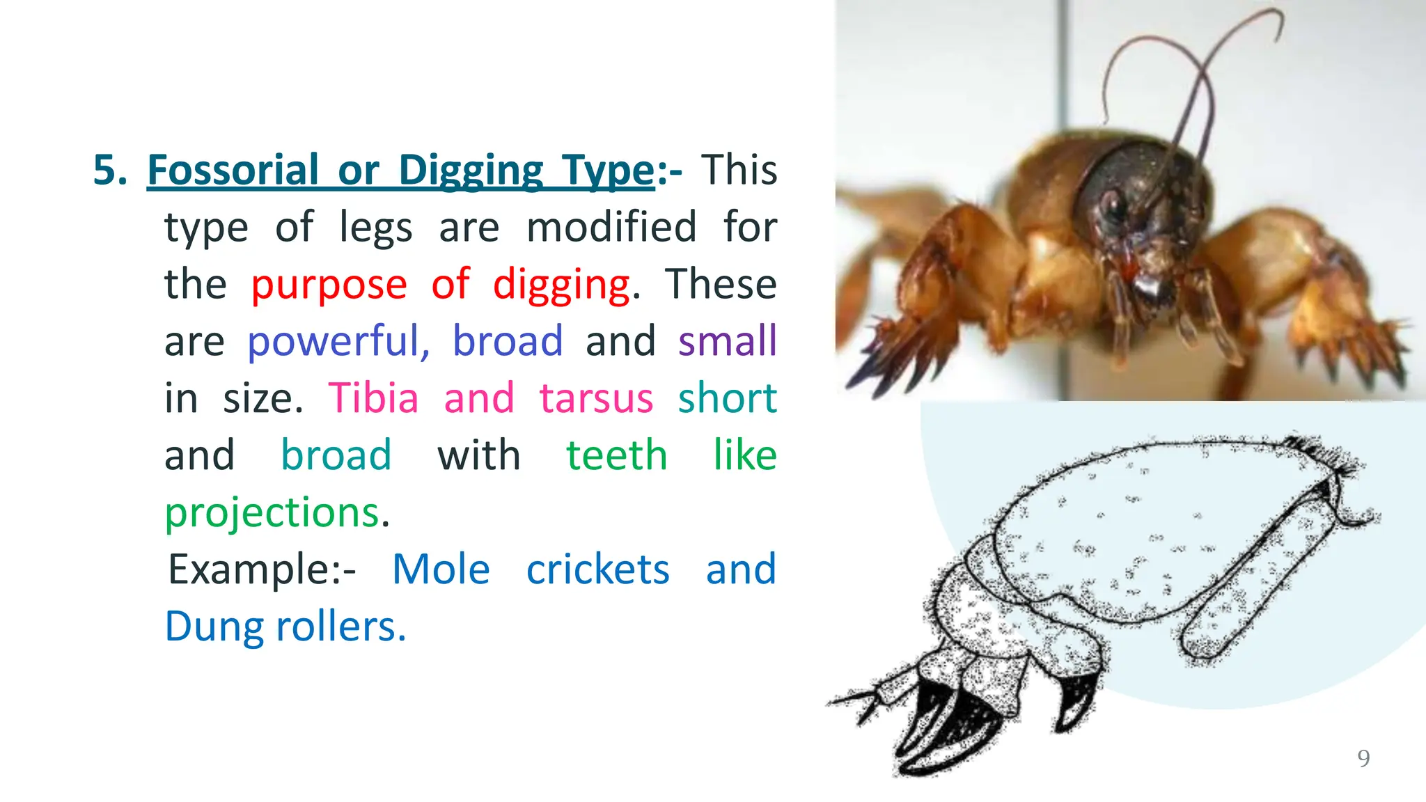 insects leg structure and modification.pptx