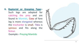 insects leg structure and modification.pptx