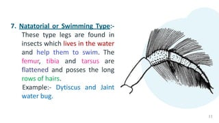 insects leg structure and modification.pptx