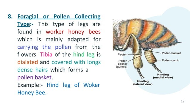 insects leg structure and modification.pptx