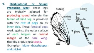 insects leg structure and modification.pptx