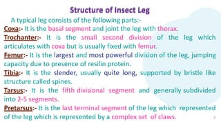 insects leg structure and modification.pptx