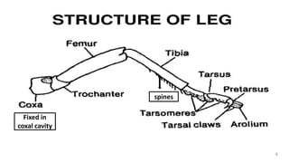 insects leg structure and modification.pptx