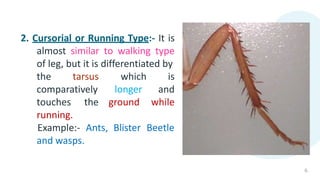 insects leg structure and modification.pptx