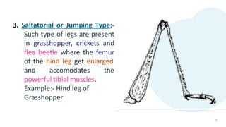 insects leg structure and modification.pptx