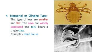 insects leg structure and modification.pptx