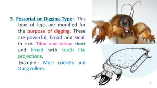 insects leg structure and modification.pptx