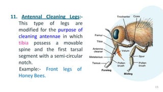 insects leg structure and modification.pptx