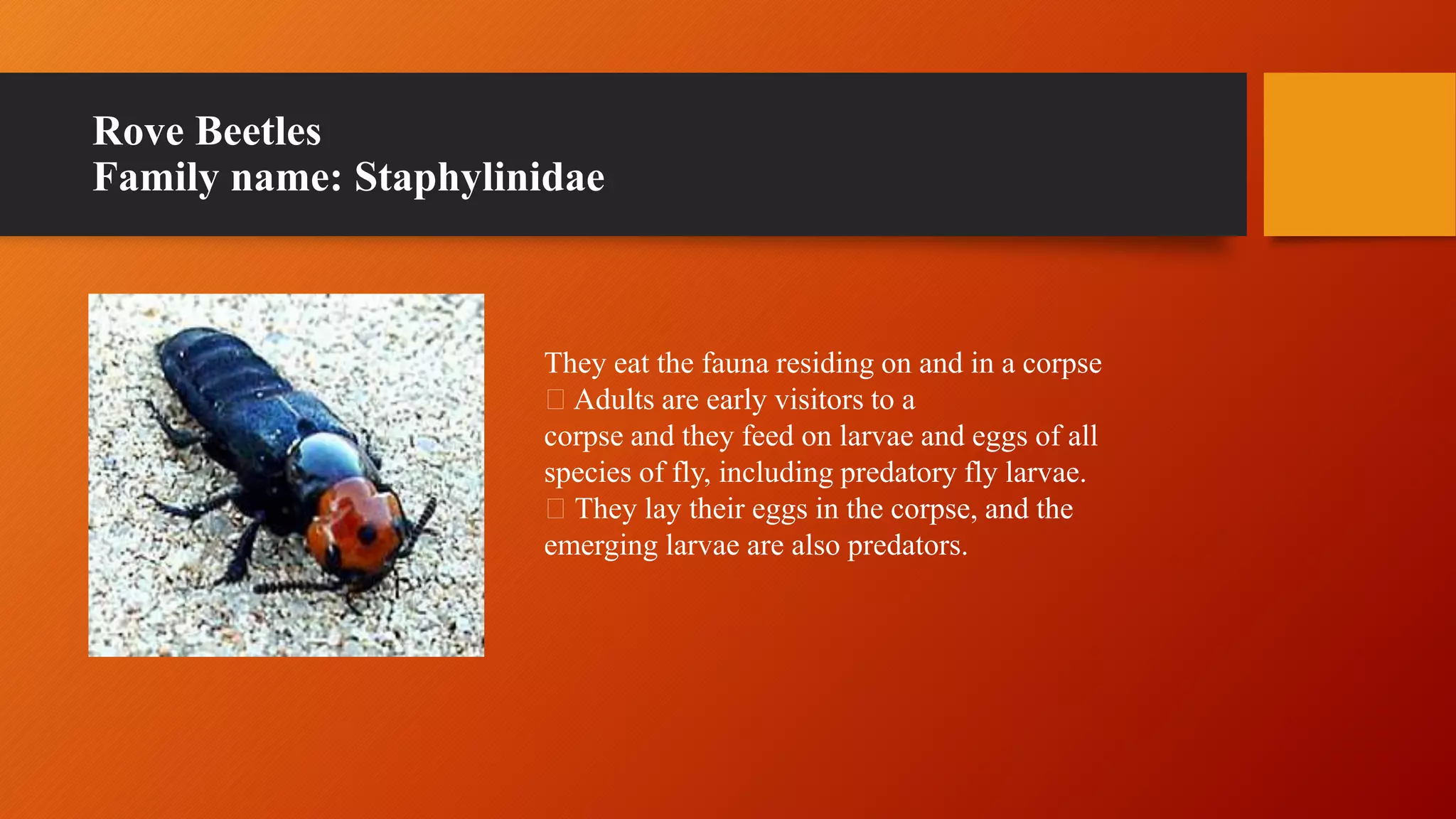 Insects of forensic importance & Aquatic entomology | PPTX