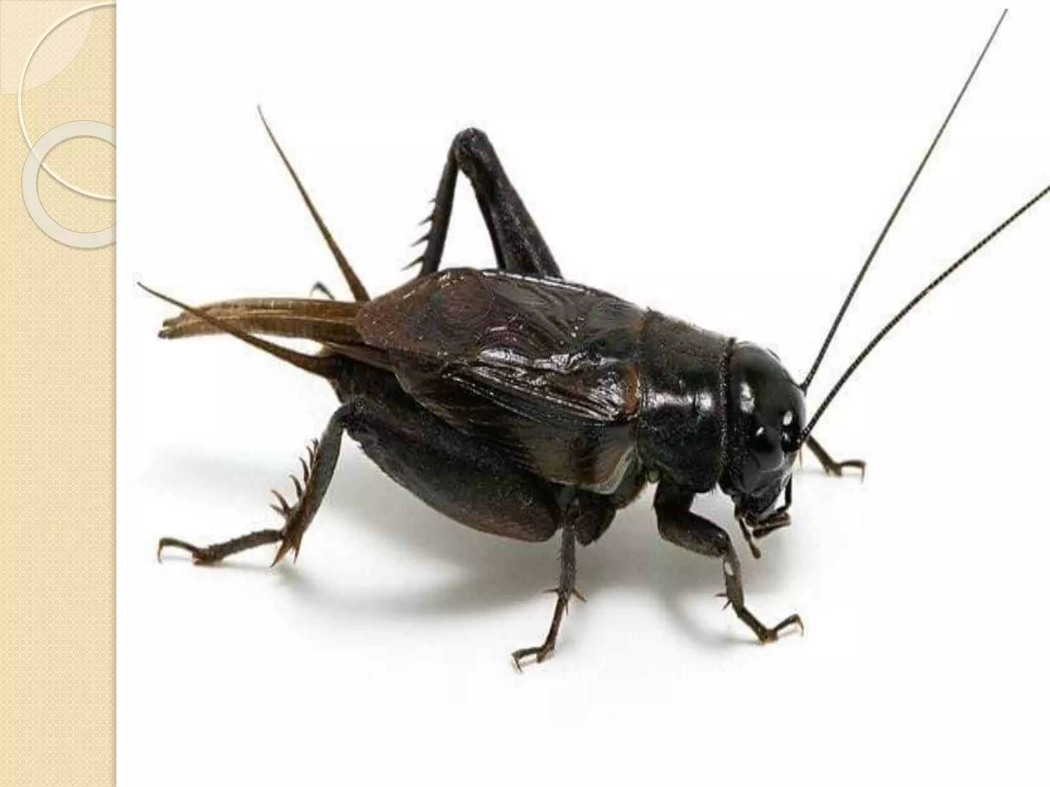 Insects of medical and veterinary importance | PPTX