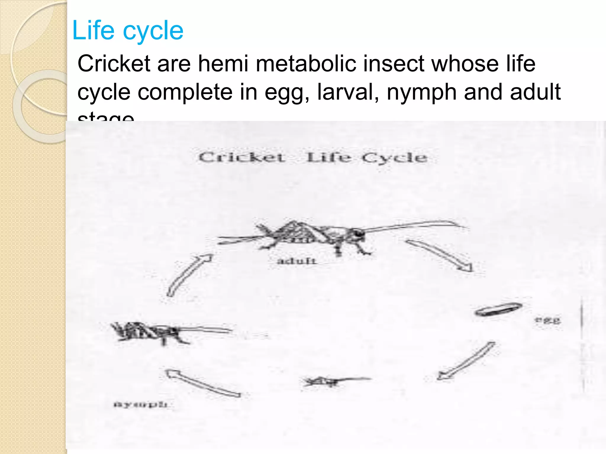 Insects of medical and veterinary importance | PPTX