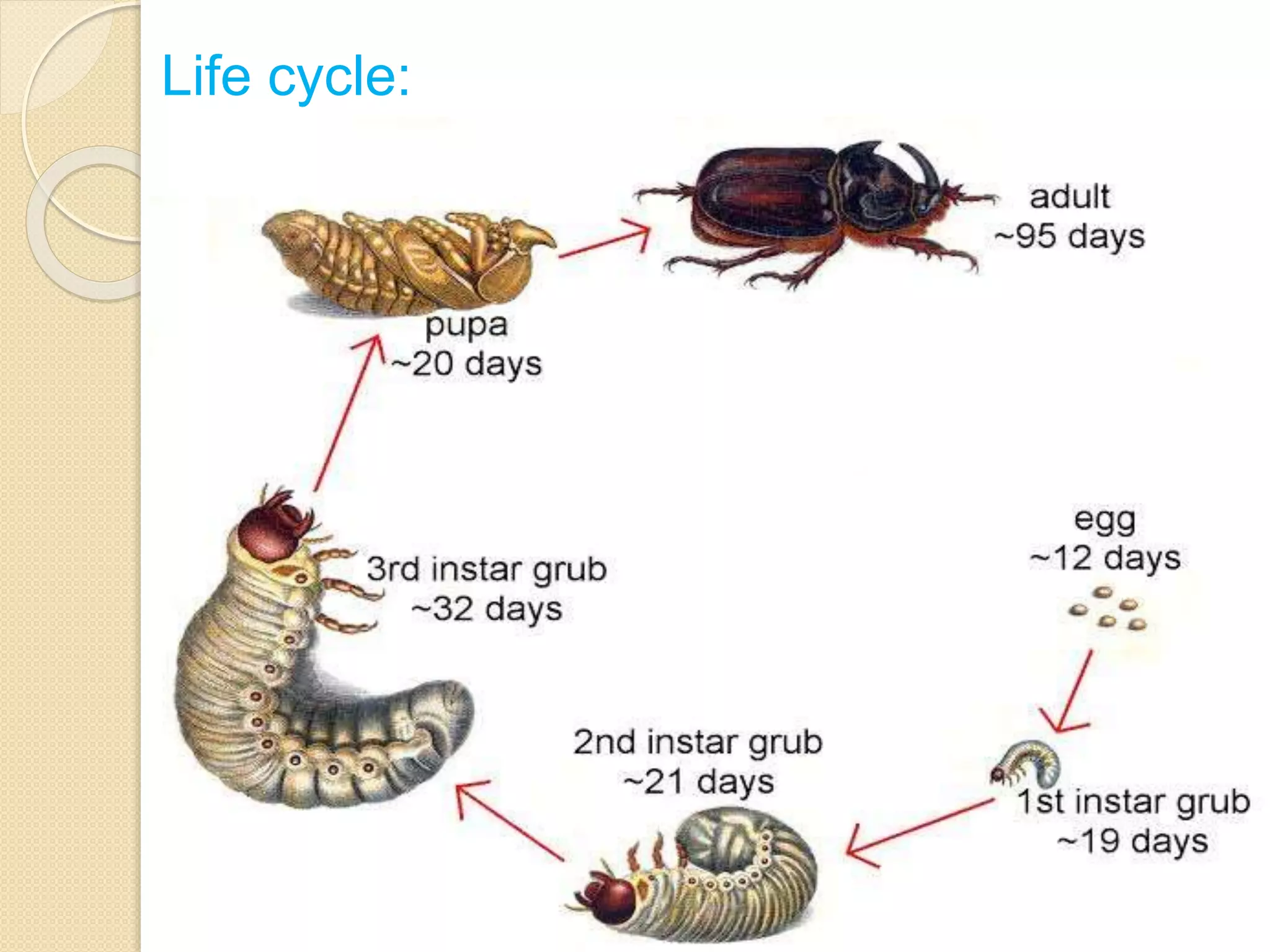 Insects of medical and veterinary importance | PPTX
