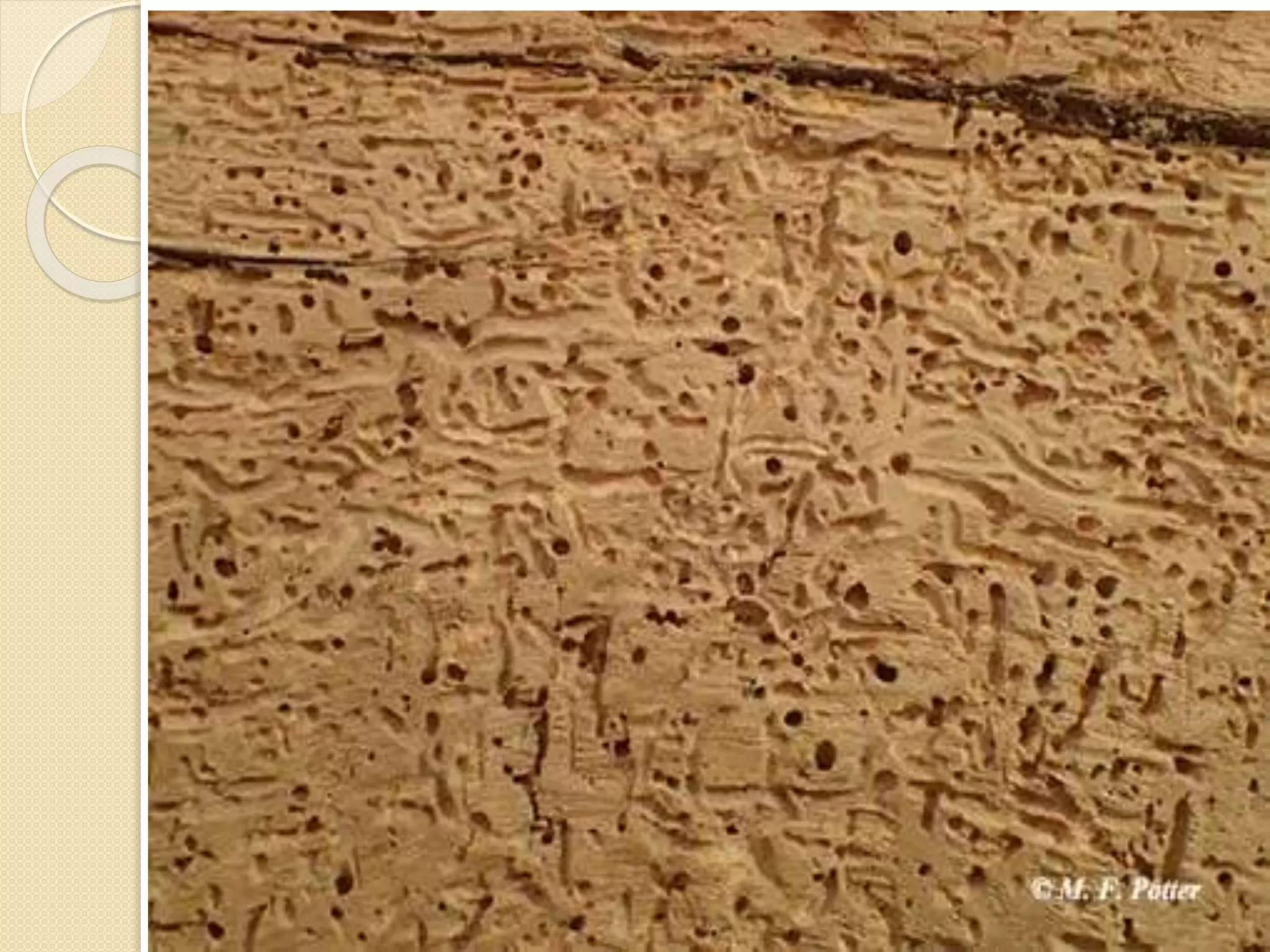 Insects of medical and veterinary importance | PPTX