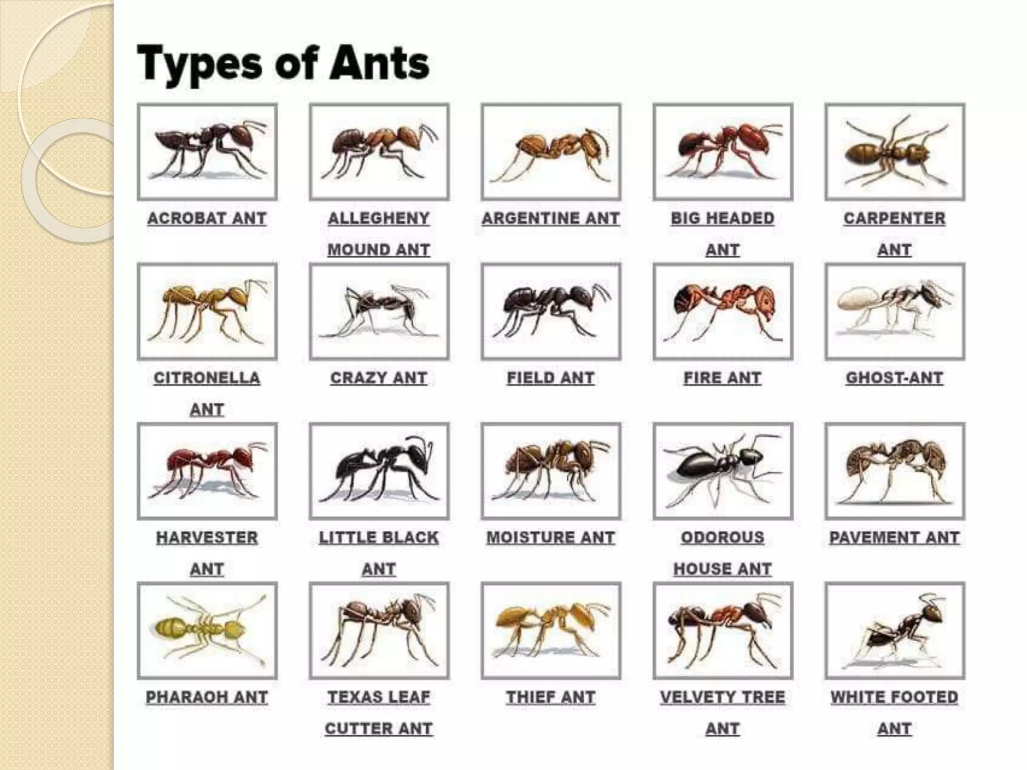 Insects of medical and veterinary importance | PPTX