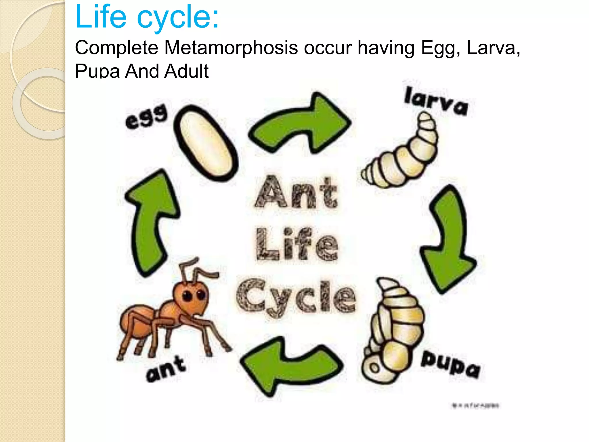 Insects of medical and veterinary importance | PPTX