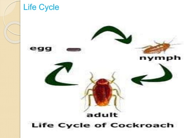 Insects of medical and veterinary importance | PPTX