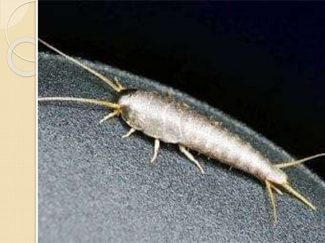 Insects of medical and veterinary importance | PPTX