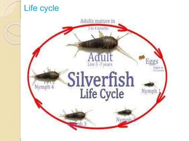 Insects of medical and veterinary importance | PPTX