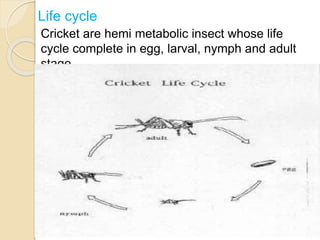 Insects of medical and veterinary importance | PPTX