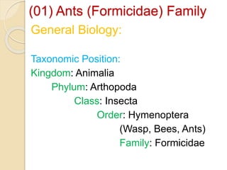 Insects of medical and veterinary importance | PPTX