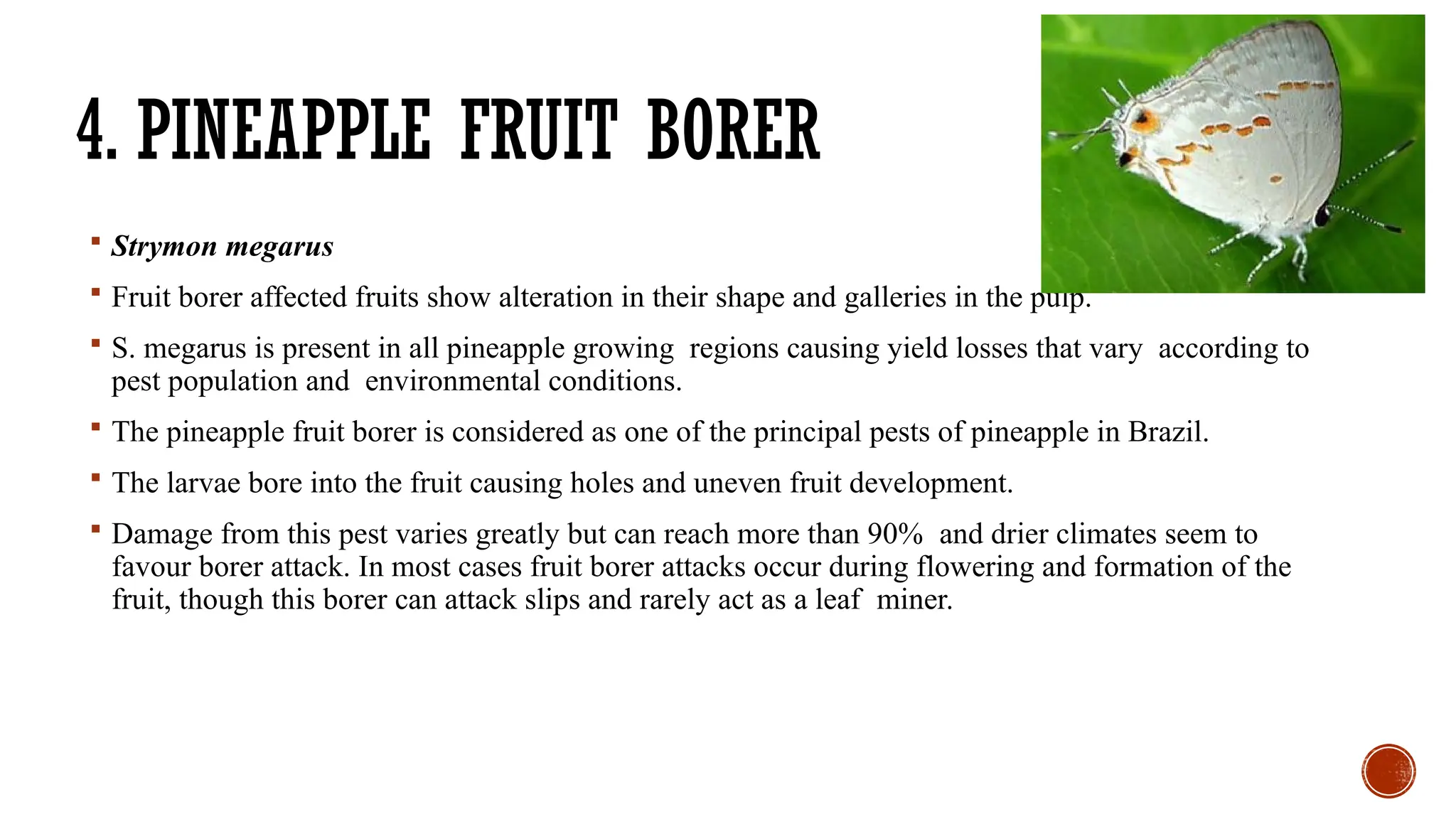 Insects of Pineapple - Complete detail about Pineapple insects | PPT