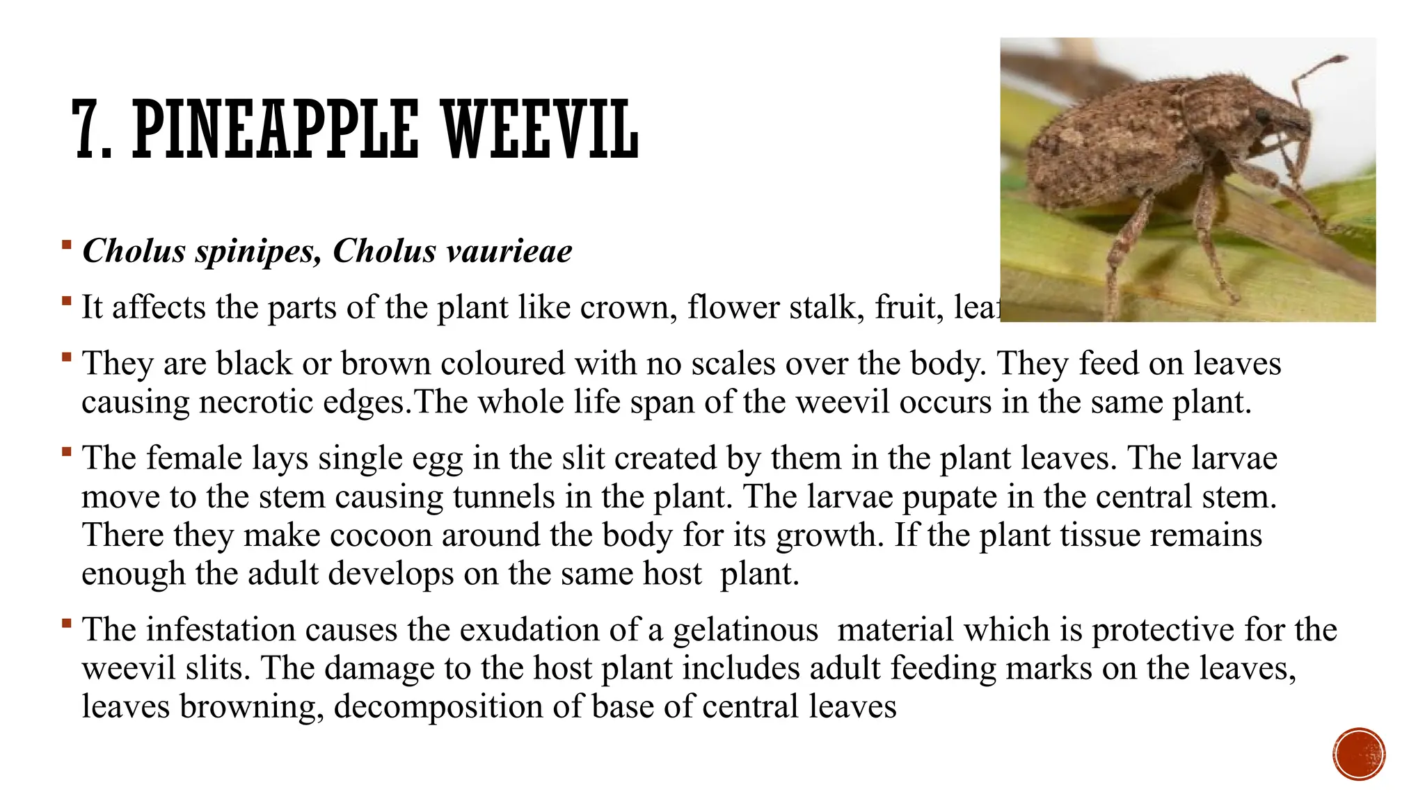 Insects of Pineapple - Complete detail about Pineapple insects | PPTX