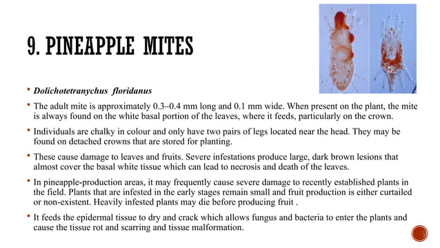 Insects of Pineapple - Complete detail about Pineapple insects | PPT