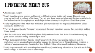 Insects of Pineapple - Complete detail about Pineapple insects | PPT