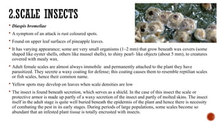 Insects of Pineapple - Complete detail about Pineapple insects | PPT
