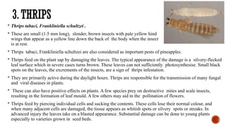 Insects of Pineapple - Complete detail about Pineapple insects | PPT