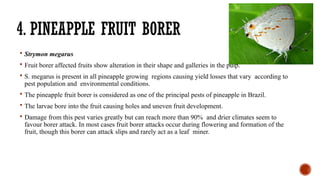 Insects of Pineapple - Complete detail about Pineapple insects | PPT