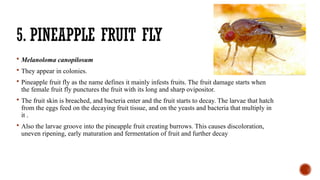 Insects of Pineapple - Complete detail about Pineapple insects | PPT