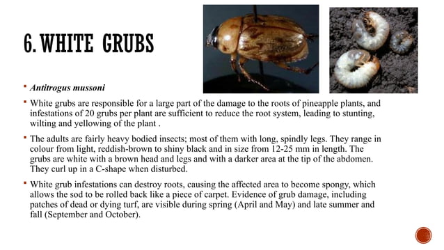 Insects of Pineapple - Complete detail about Pineapple insects | PPT