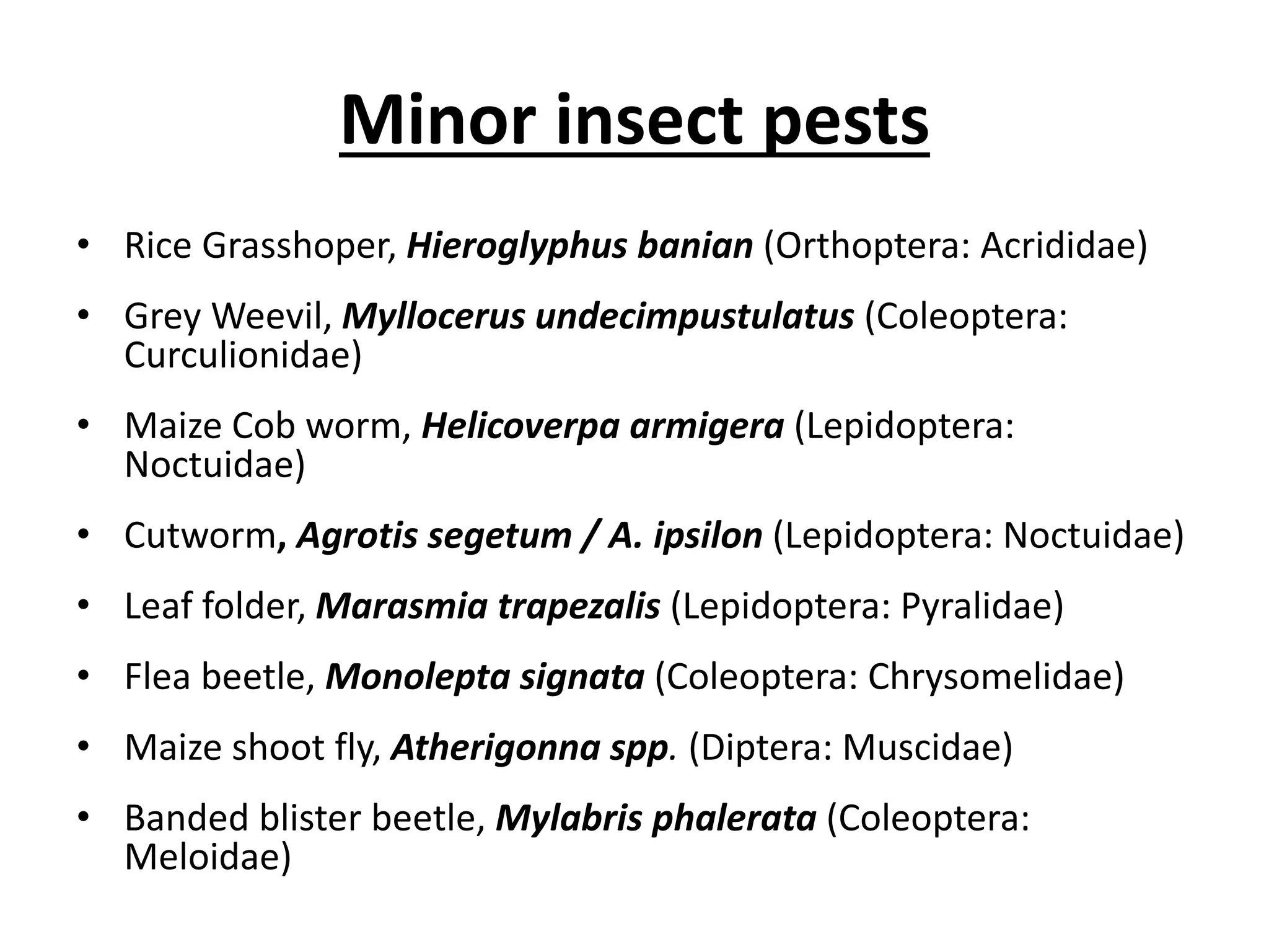 Insects pests of maize | PPTX