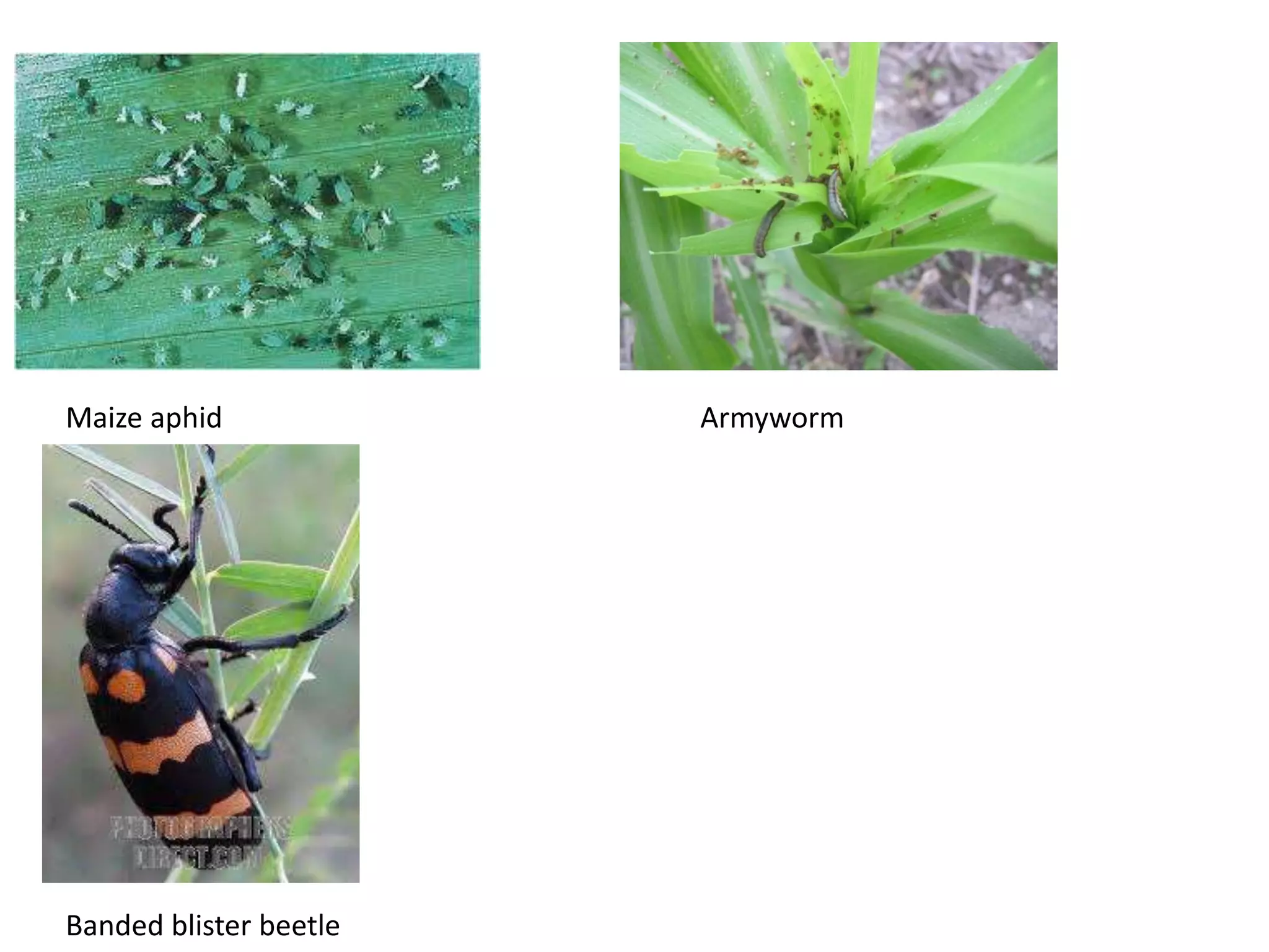 Insects pests of maize | PPTX