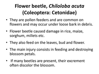 Insects pests of maize | PPTX